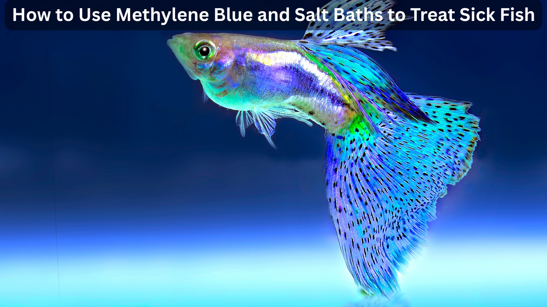 How to Use Methylene Blue and Salt Baths to Treat Sick Fish