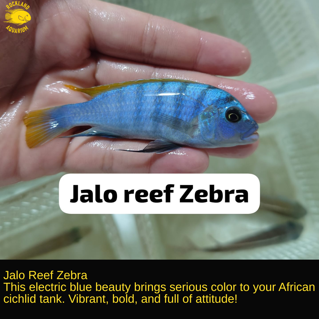 Jalo Reef Zebra - Maylandia estherae – Jalo Reef Morph - Live Fish