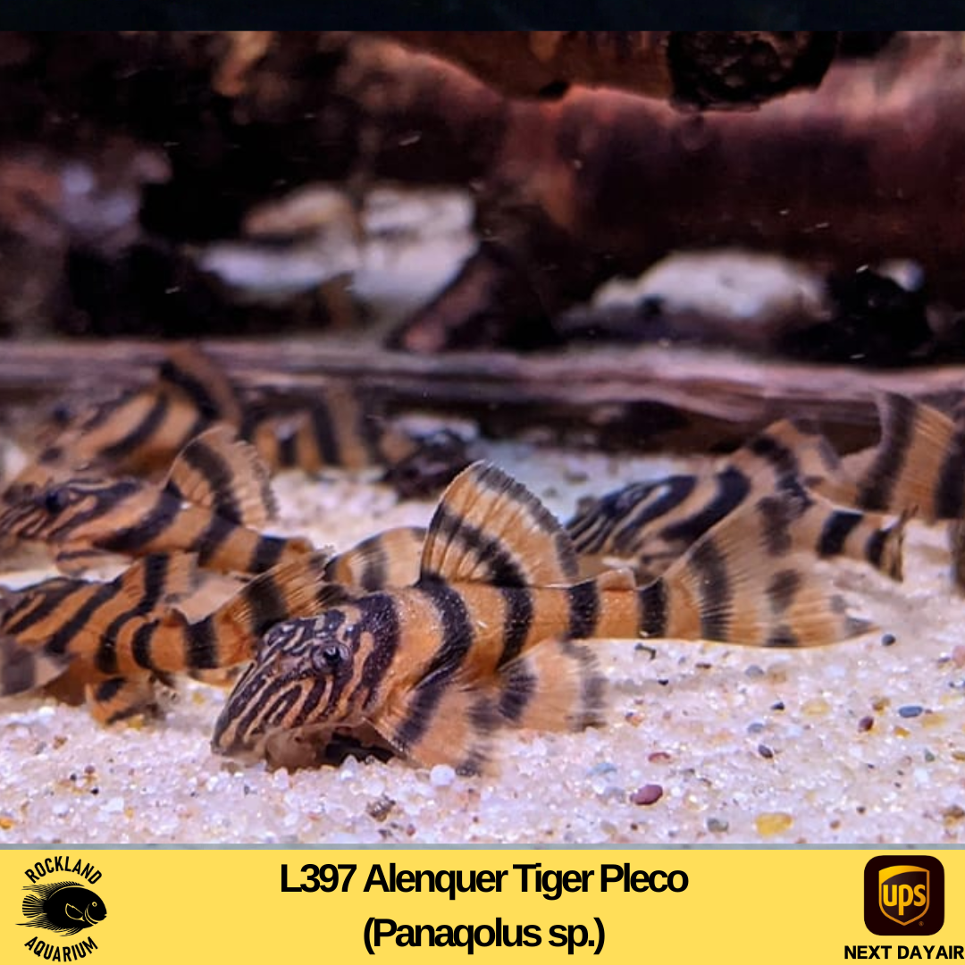 L397 Alenquer Tiger Pleco - Panaqolus sp. - Live Fish