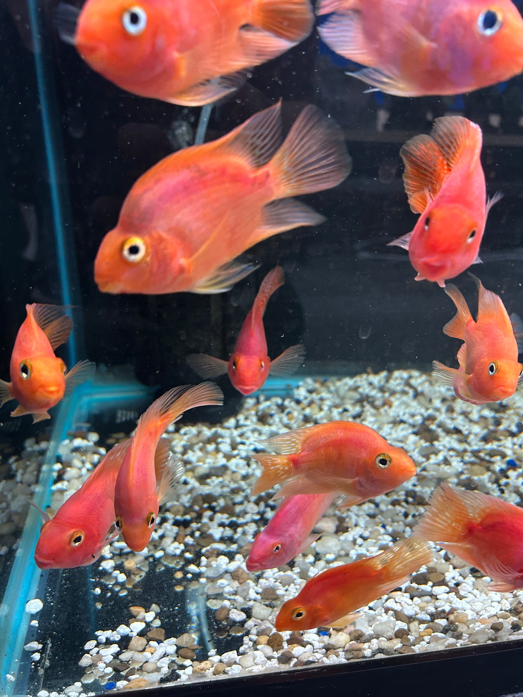 Blood Red Parrot Cichlid (Hybrid) - Live Fish – Rockland Aquarium