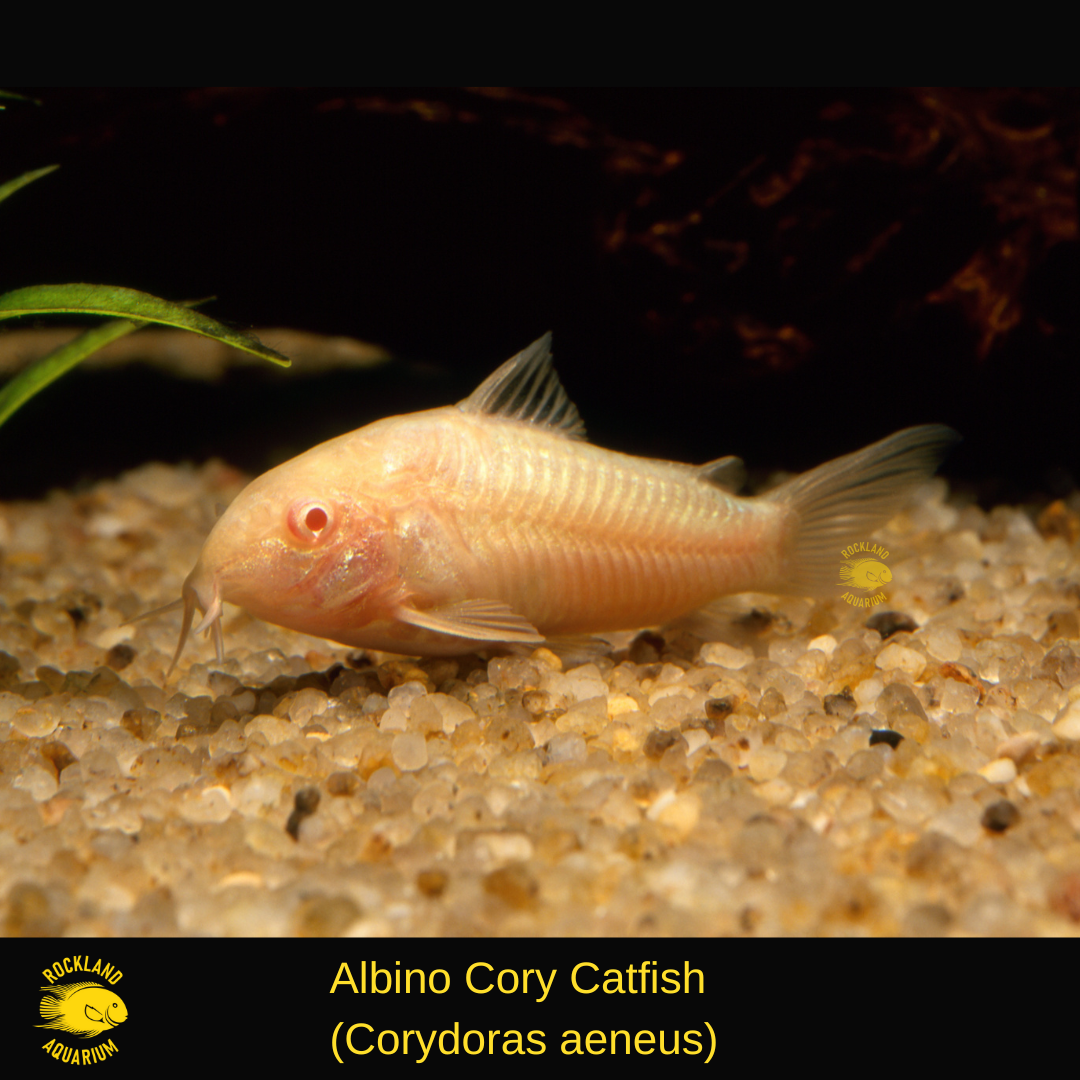 Albino Cory Catfish (Corydoras aeneus) – Peaceful Bottom Dweller | Liv