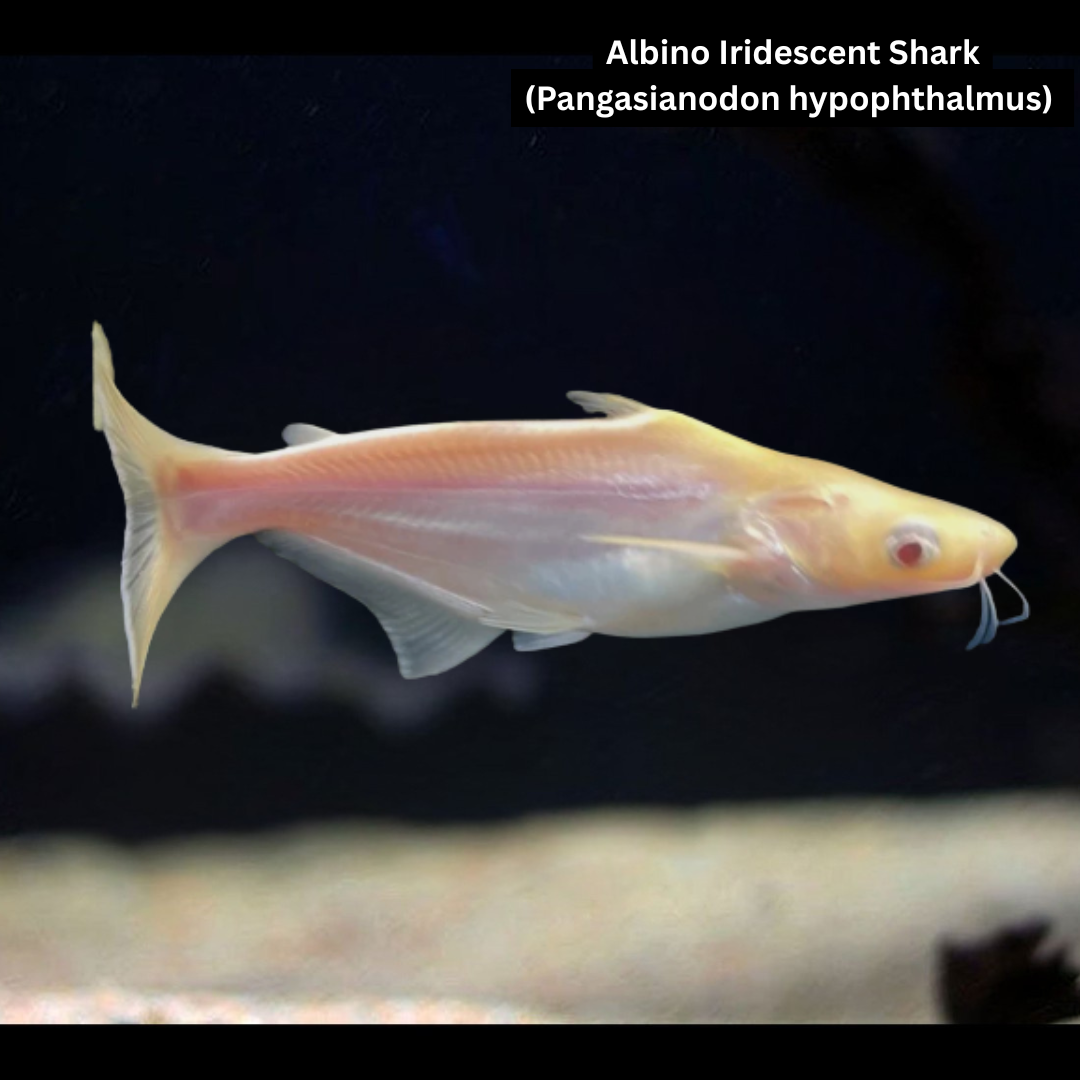 Albino Iridescent Shark (Pangasianodon hypophthalmus) – Freshwater Sha