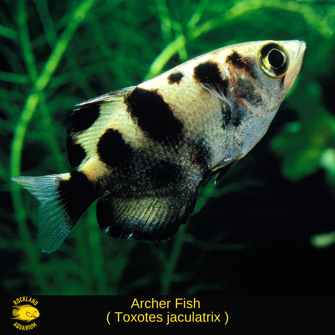 Archer Fish - Toxotes jaculatrix - Live Fish