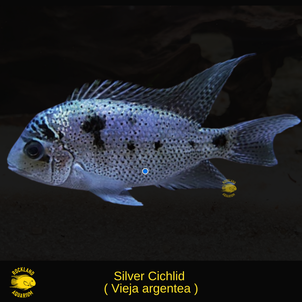 Vieja argentea - Silver Cichlid Maskaheros argenteus - Live Fish - Mad