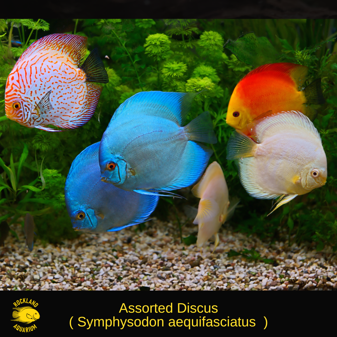 Assorted Discus - Symphysodon aequifasciatus - Live Fish