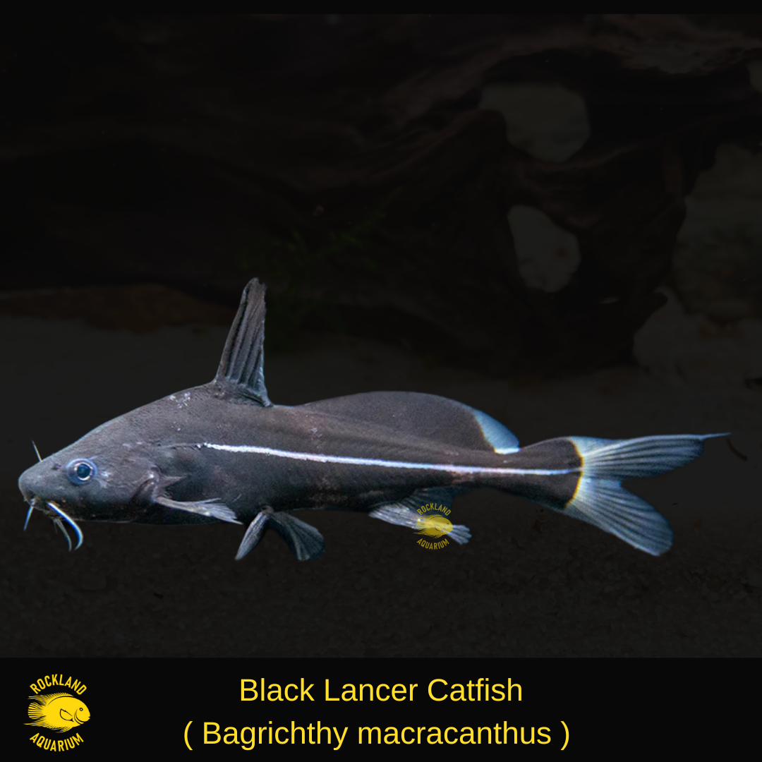 Black Lancer Catfish - Bagrichthy macracanthus - Live Fish