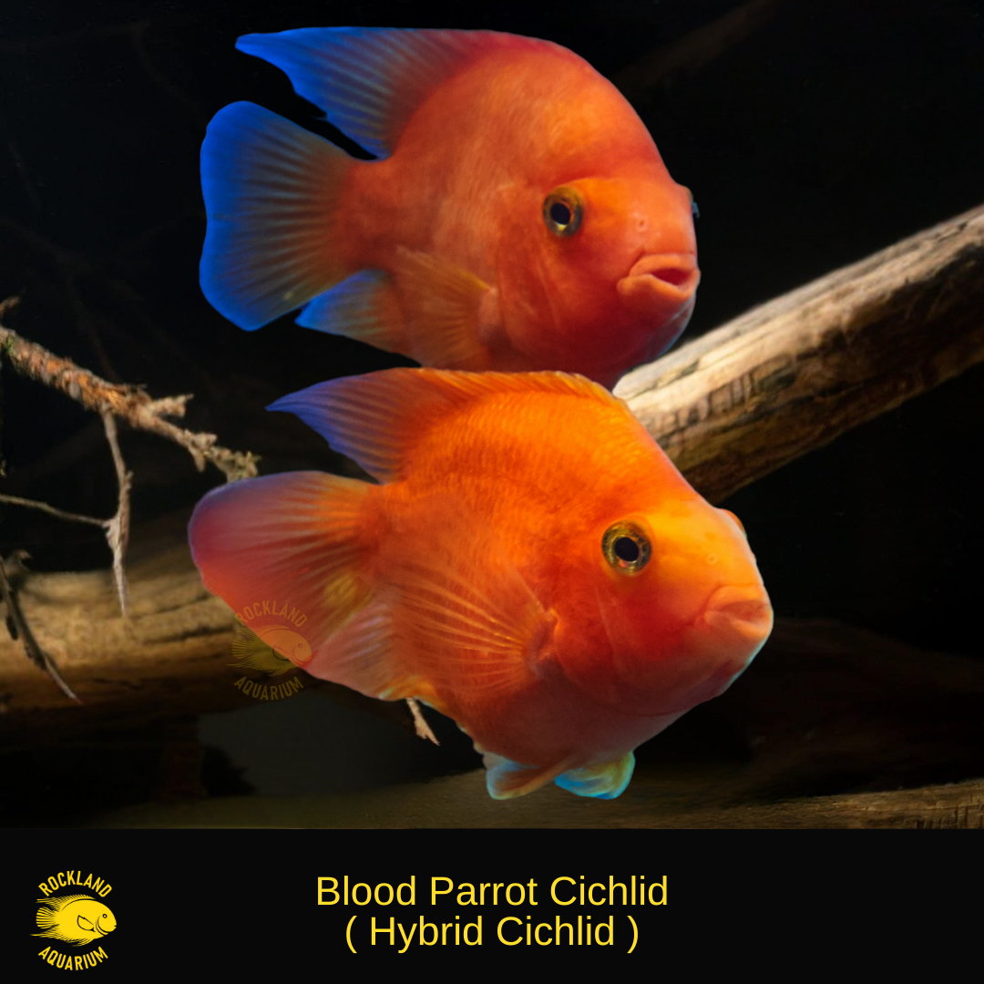 Blood Red Parrot Cichlid - Hybrid Cichlid - Live Fish