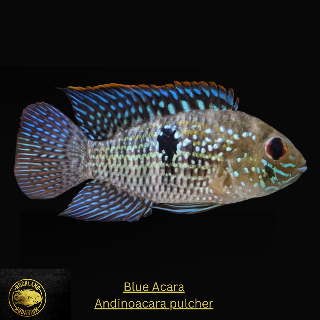 Blue Acara - Andinoacara sp. - Live Fish – Rockland Aquarium