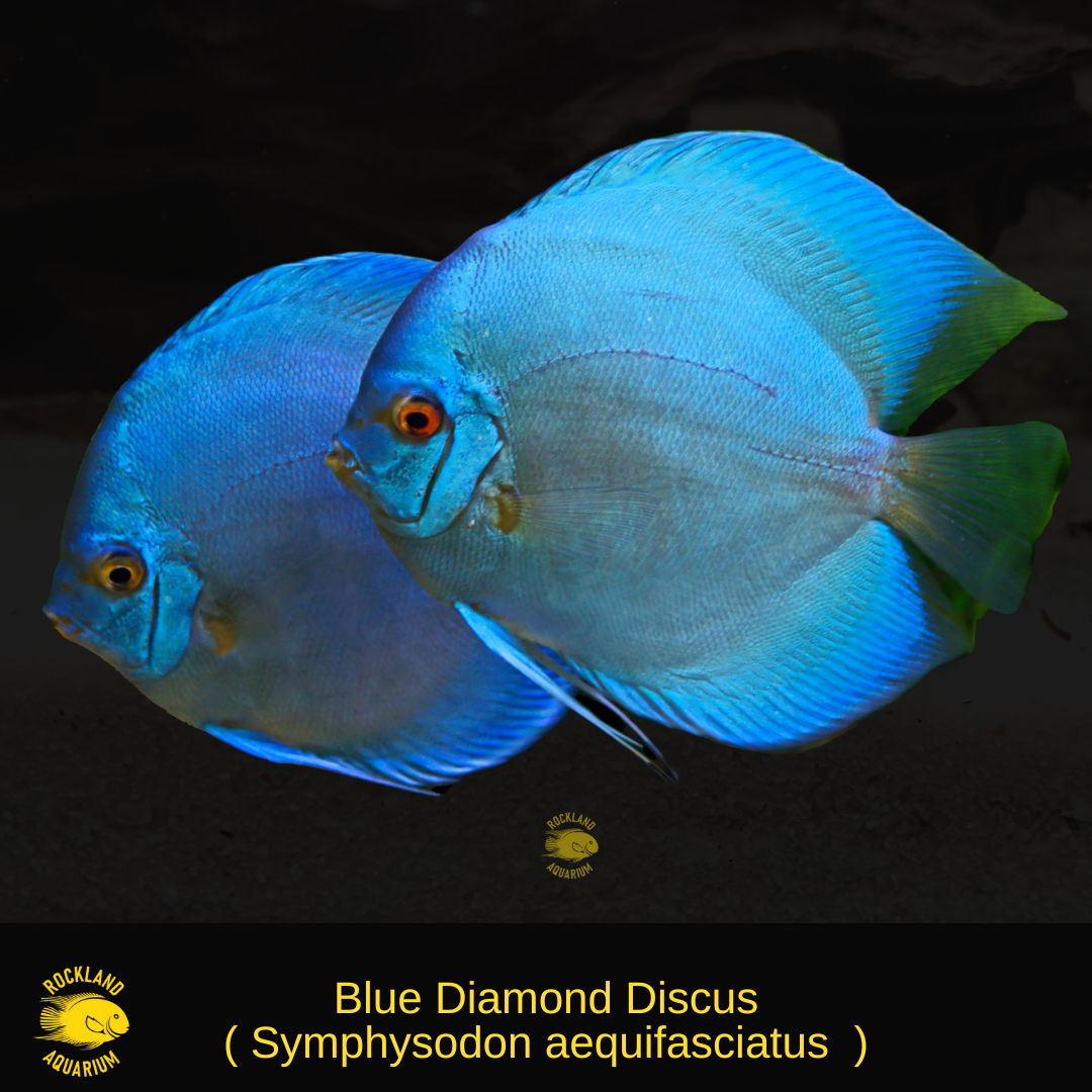 Blue Diamond - Symphysodon aequifasciatus - Live Fish