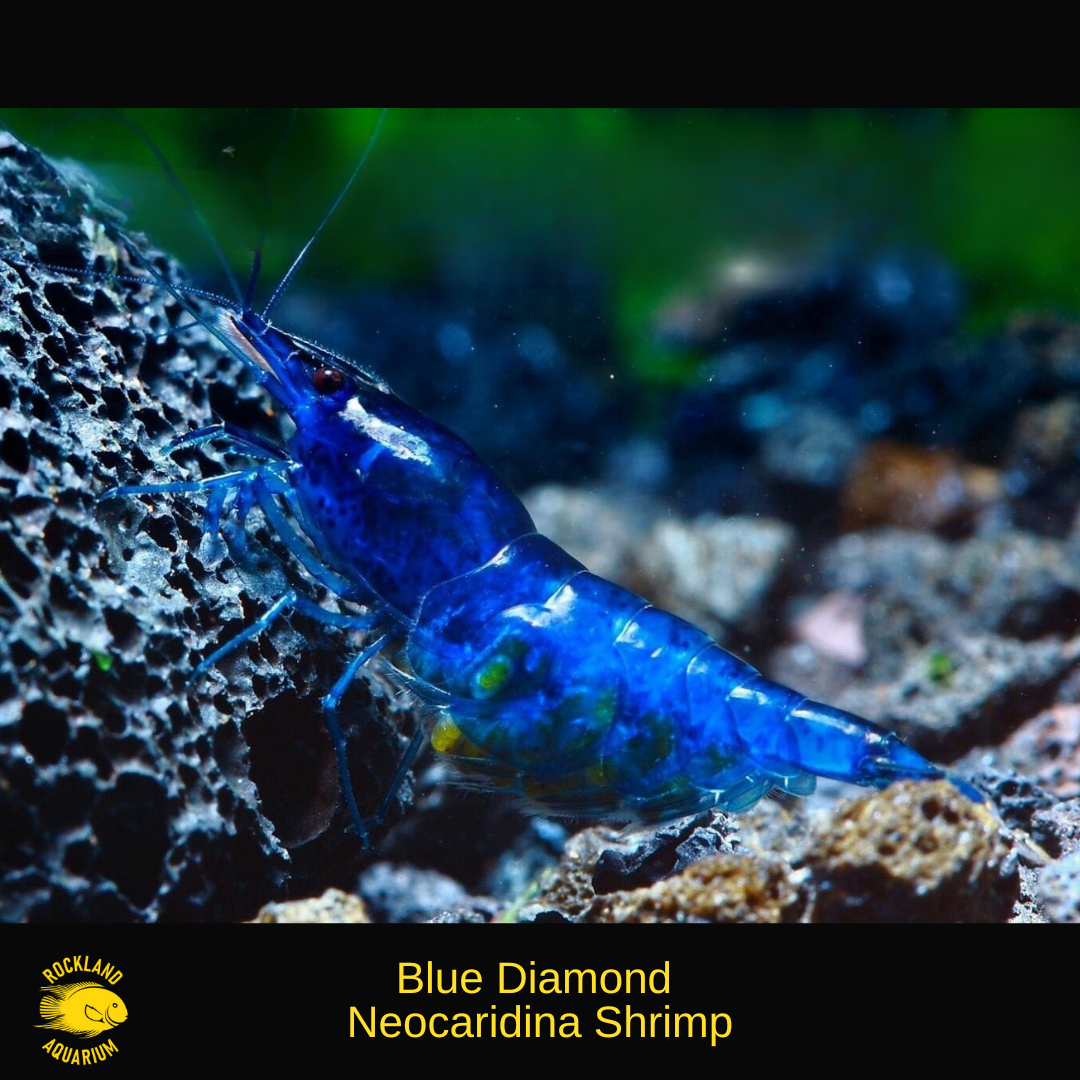 Blue Diamond Neocaridina Shrimp - Live