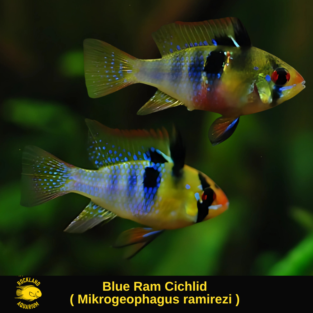 Blue Ram Cichlid - Mikrogeophagus ramirezi - Live Fish (Multiple Sizes