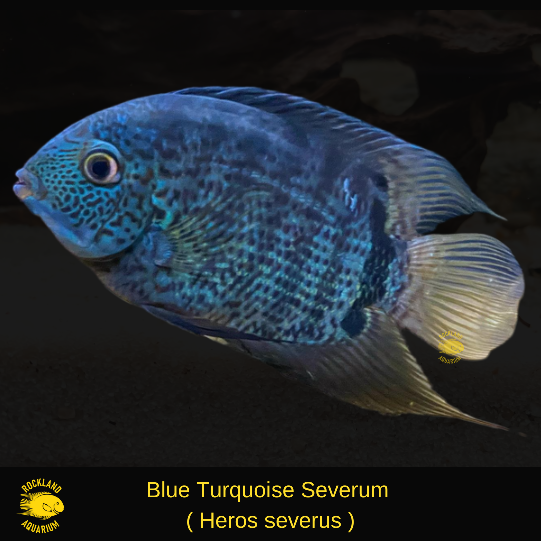 Turquoise Blue Severum - Heros severus – Live Freshwater Fish