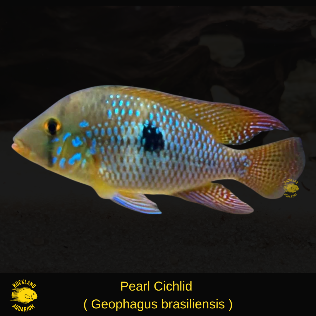 Pearl Cichlid - Geophagus brasiliensis- Live Fish