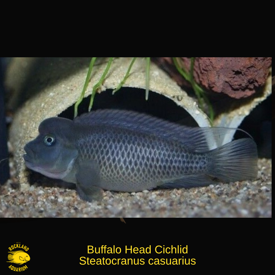 Buffalo Head Cichlid - Steatocranus casuarius – West African Cichlid