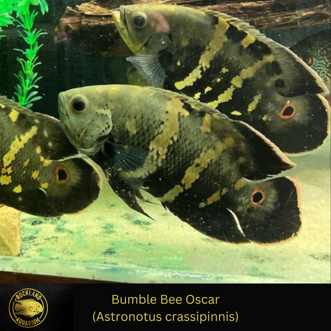 Bumble Bee Oscar - Astronotus crassipinnis - Live Fish – Rockland Aquarium