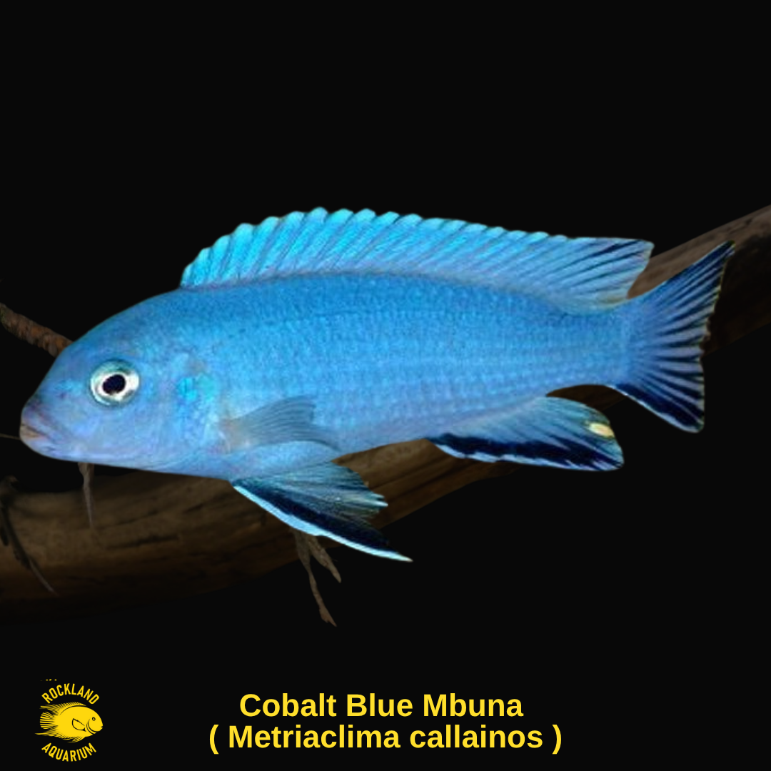 Cobalt Blue Mbuna - Metriaclima callainos - Live Freshwater Fish