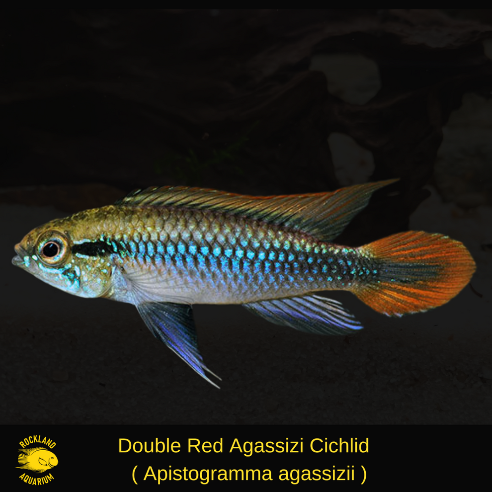 Double Full Red Agassizi Cichlid - Apistogramma agassizii - Live Fish