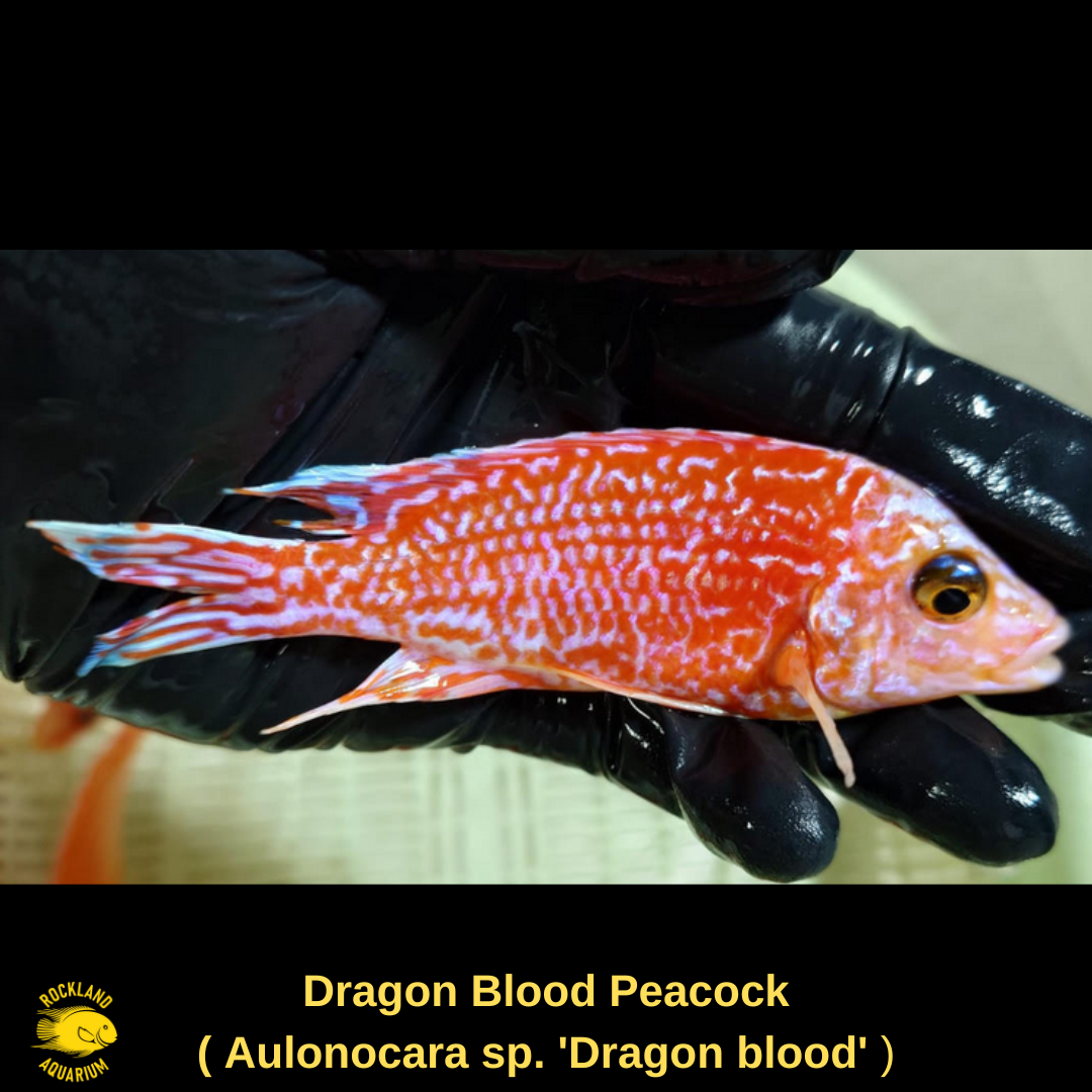 Dragon Blood Peacock MALE - Aulonocara sp. 'Dragon blood' - Live Fish