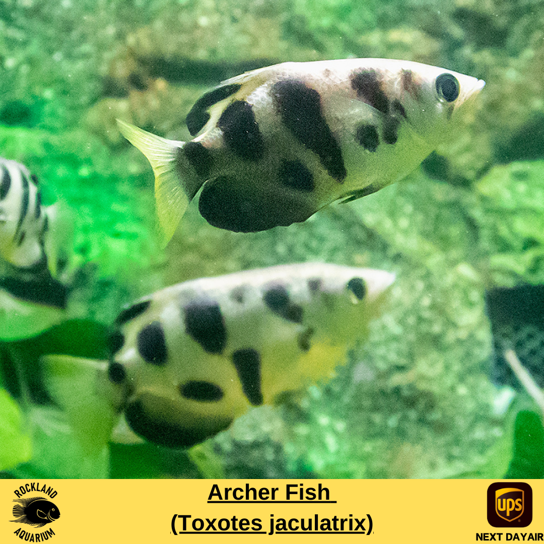 Archer Fish - Toxotes jaculatrix - Live Fish