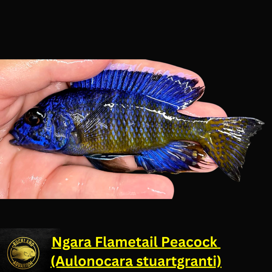 Ngara Flametail Peacock MALE - Aulonocara stuartgranti - Live Fish (A