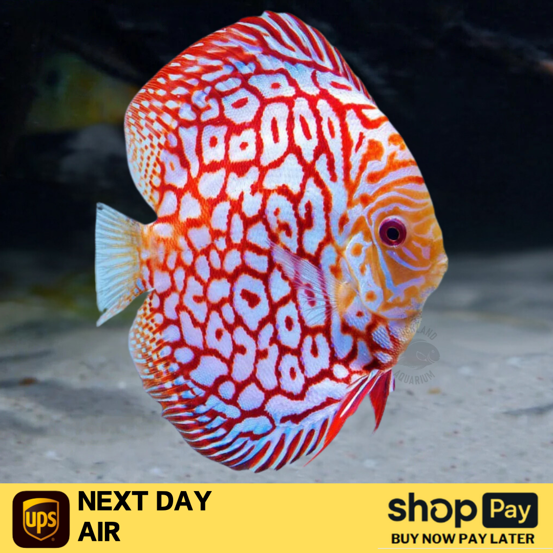 Red Checkerboard Discus - Symphysodon aequifasciatus - Live Fish