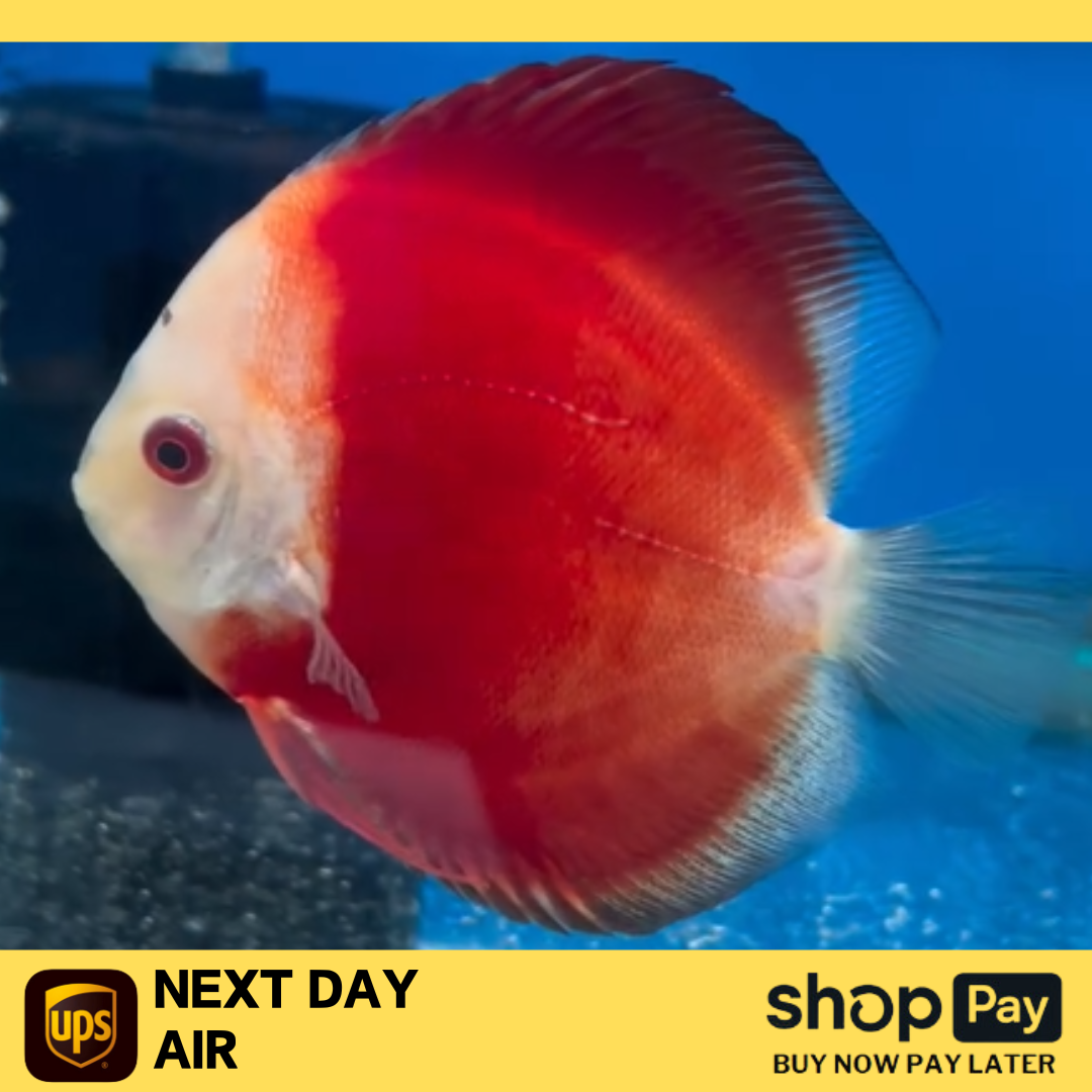 Red Melon Discus - Symphysodon aequifasciatus - Live Fish