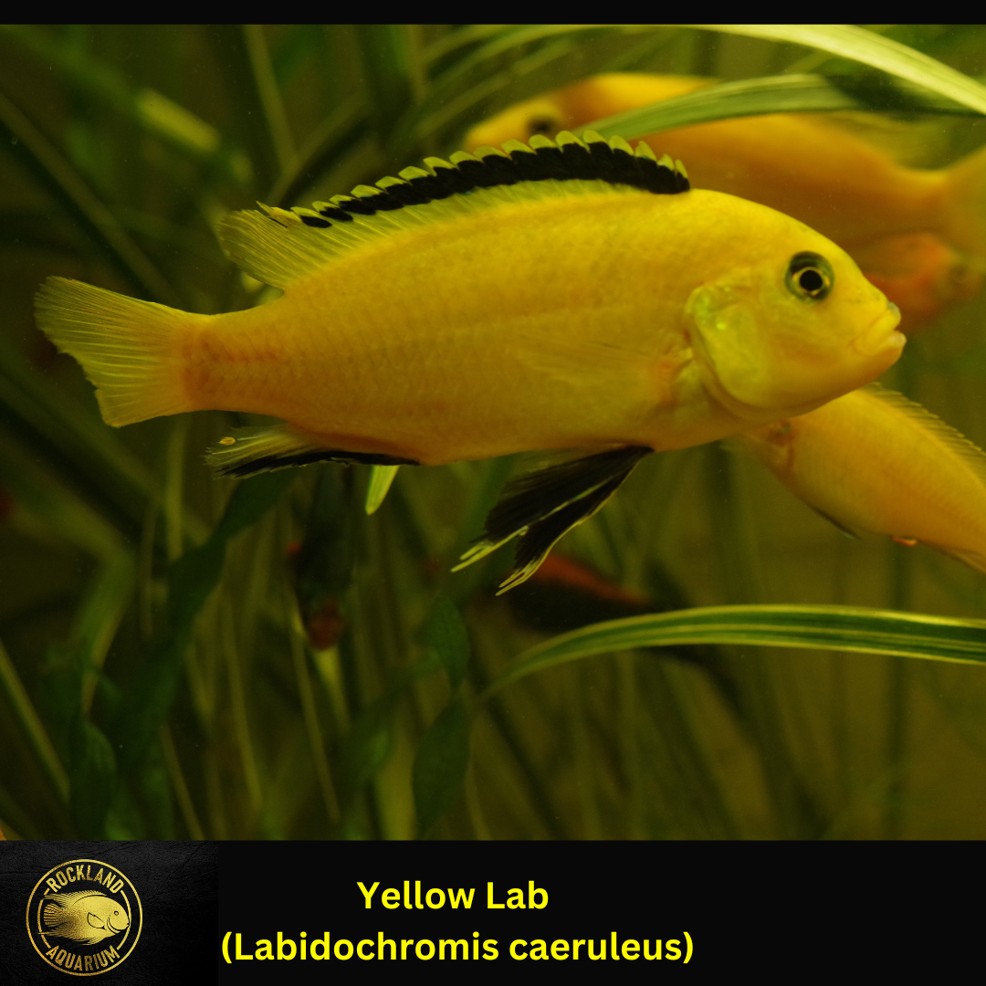 Yellow Lab - Labidochromis caeruleus - Live Fish – Rockland Aquarium