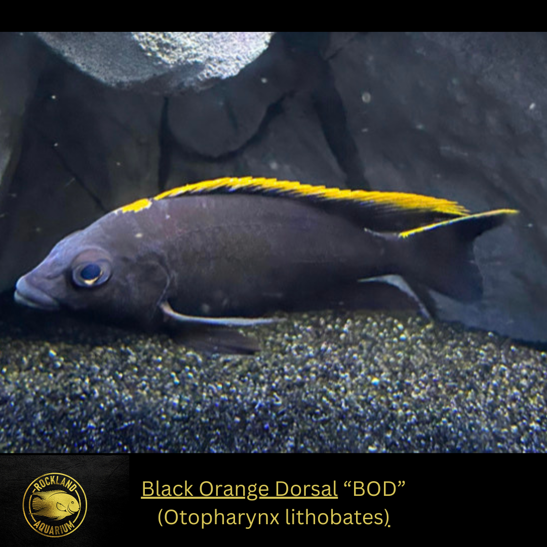 Black Orange Dorsal - Otopharynx lithobates - Live Fish - African Cich