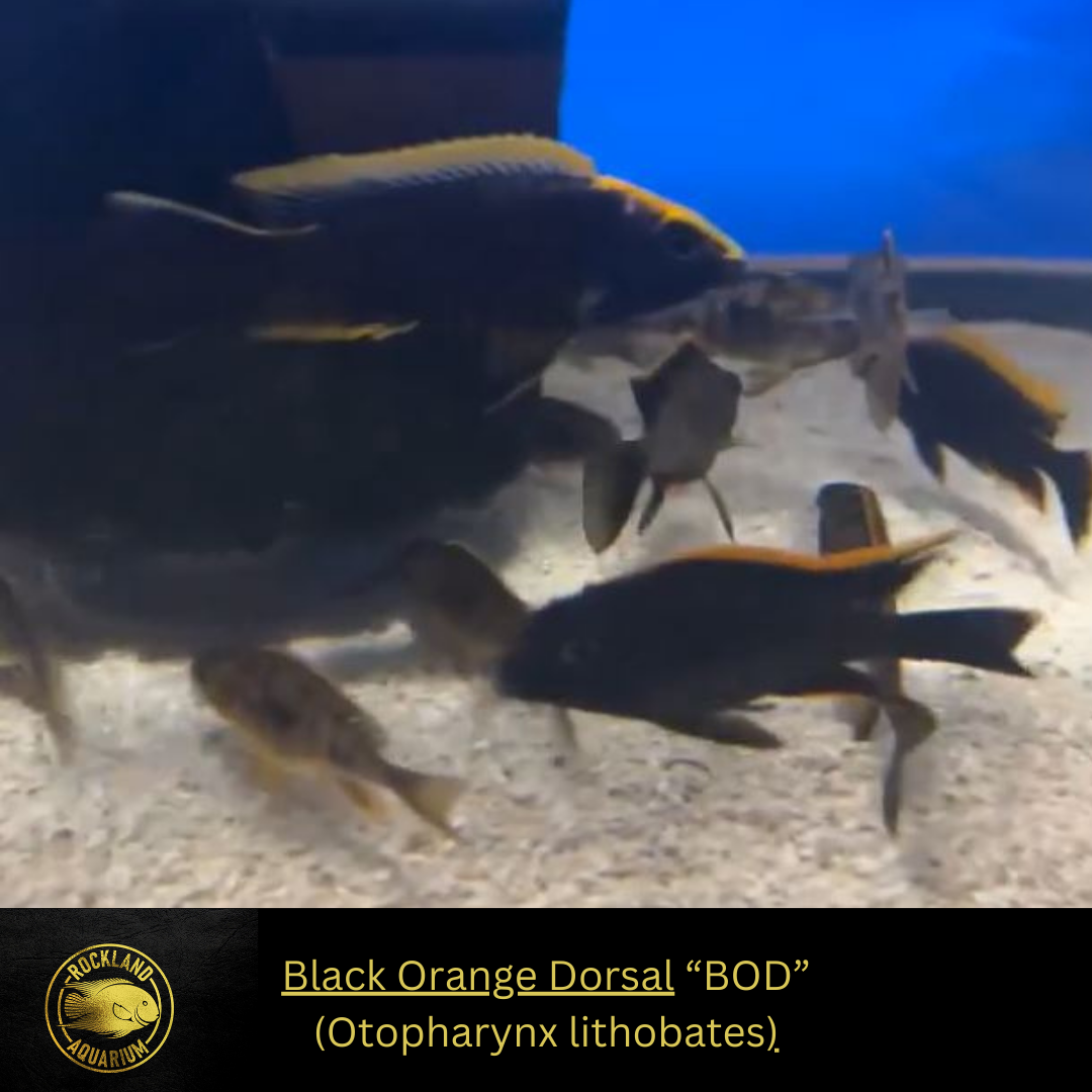 Black Orange Dorsal - Otopharynx lithobates - Live Fish - African Cich