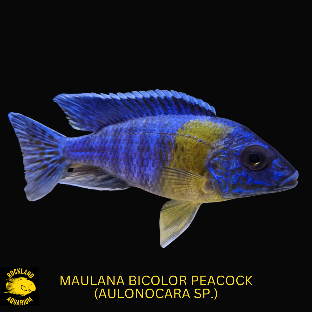 Maulana Bicolor Peacock MALE - Aulonocara sp. - Live Fish (A GRADE)