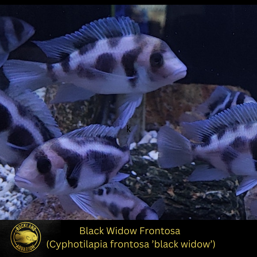 Black Widow Frontosa - Cyphotilapia frontosa black widow - Live Fish