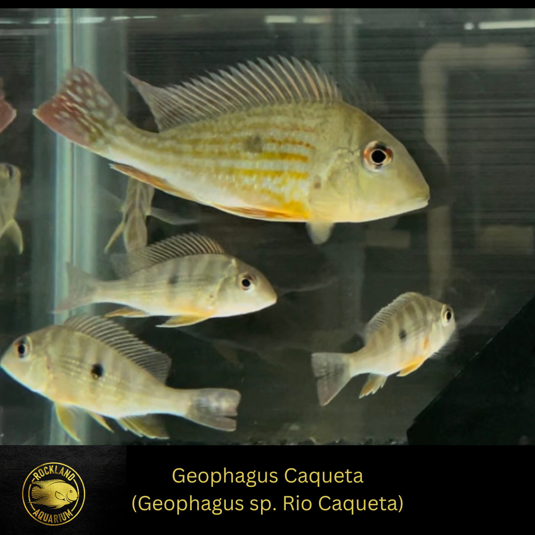 Geophagus Caqueta - Geophagus sp. Rio Caqueta - Live Fish - (Multiple ...