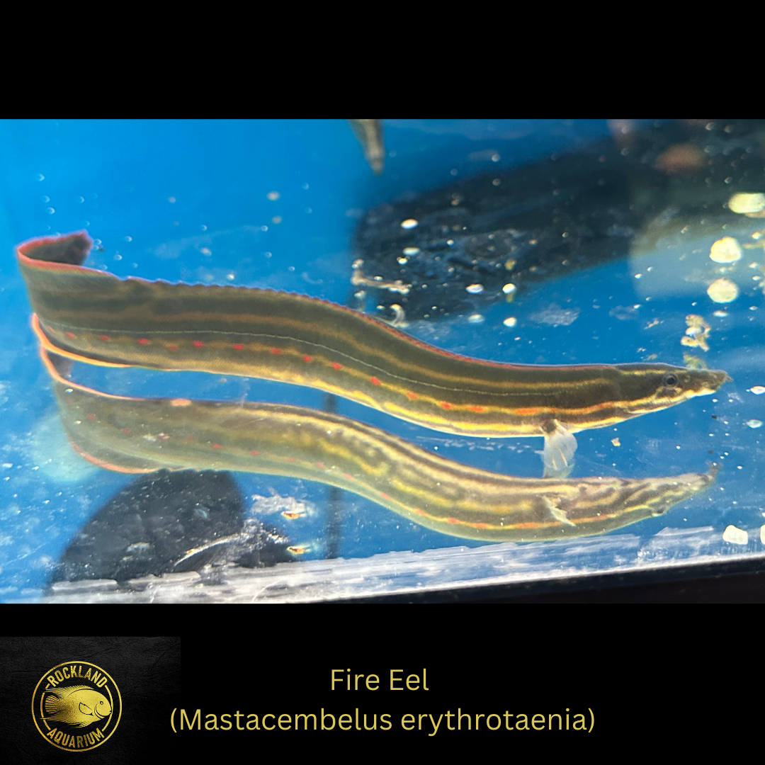 Fire Eel - Mastacembelus erythrotaenia - Live Fish – Rockland Aquarium