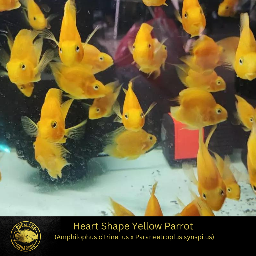 Heart Shape Yellow Parrot - Amphilophus citrinellus x Paraneetroplus s