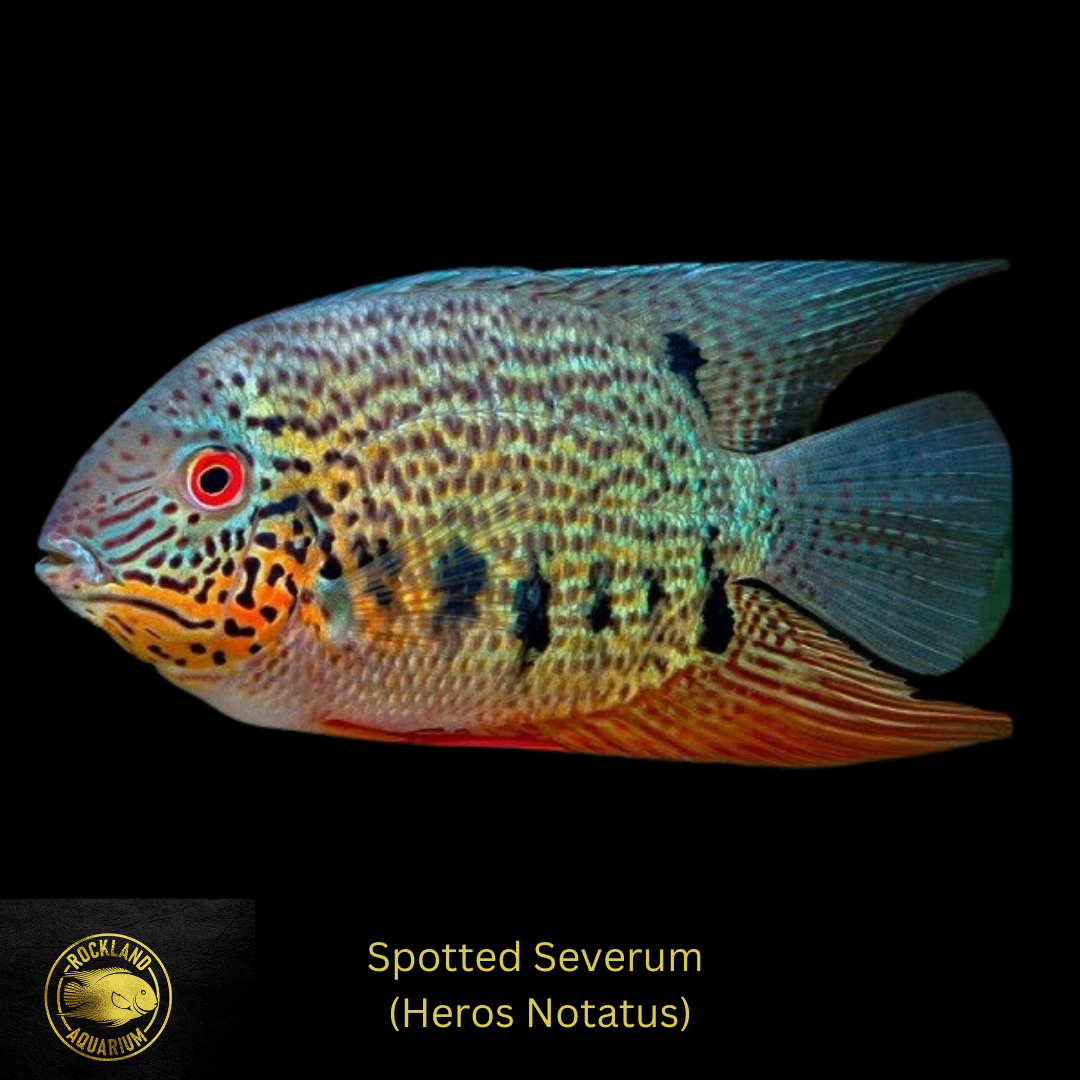 Spotted Severum Cichlid - Heros Notatus - Live Fish (RARE)