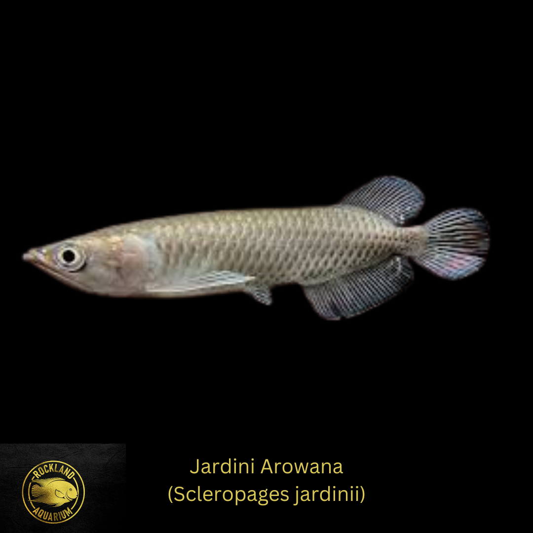 Jardini Arowana - Scleropages jardinii - Live Fish