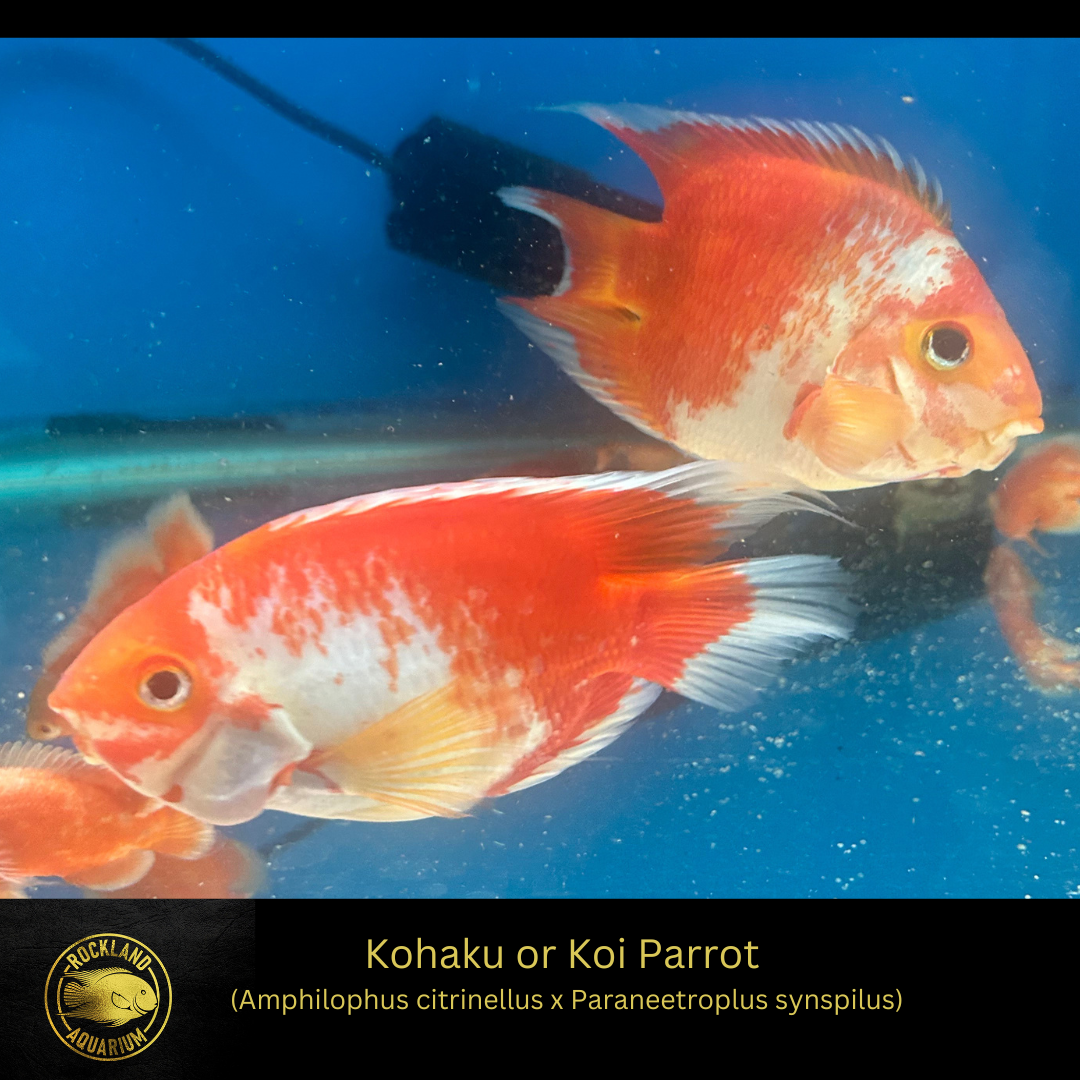 Kohaku or Koi Parrot - Amphilophus citrinellus x Paraneetroplus synspi ...