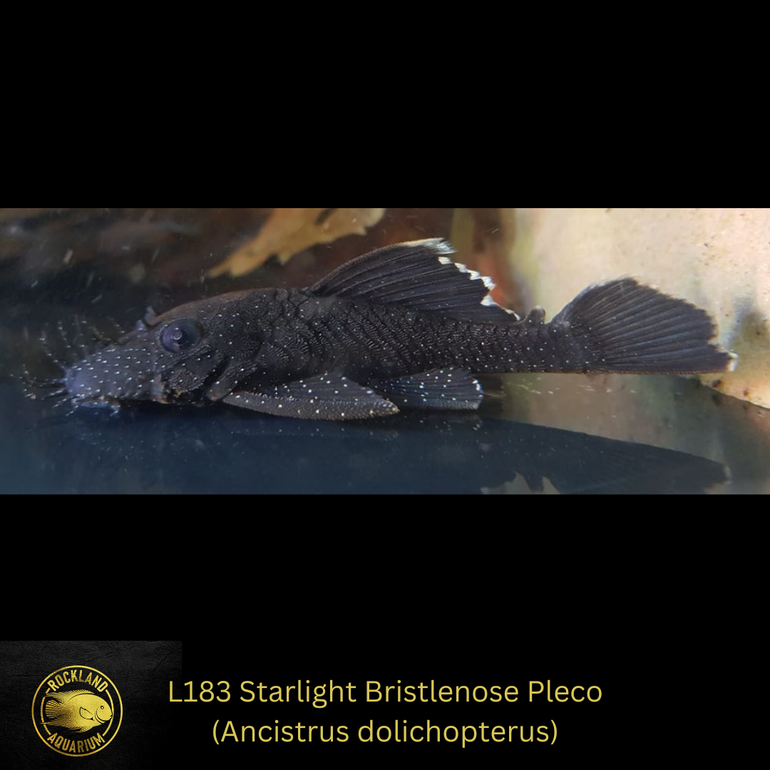 L183 Starlight Bristlenose Pleco - Ancistrus dolichopterus- Live Fish ...