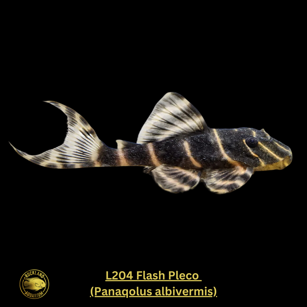 L204 Flash Pleco (Panaqolus albivermis) Live Fish (One Item) – Rockland ...