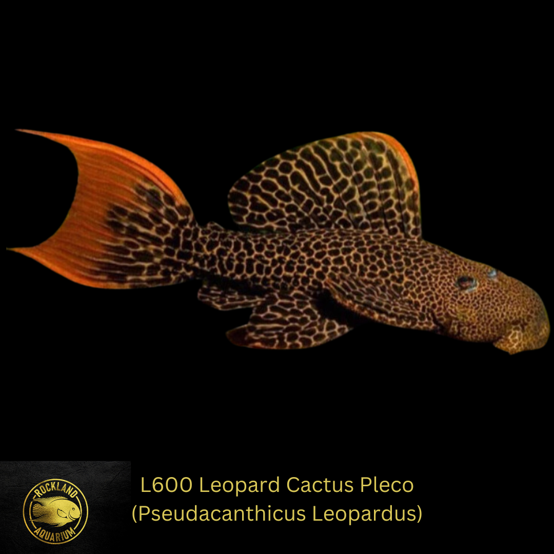 L600 Leopard Cactus Pleco - Pseudacanthicus Leopardus - Live Fish (One