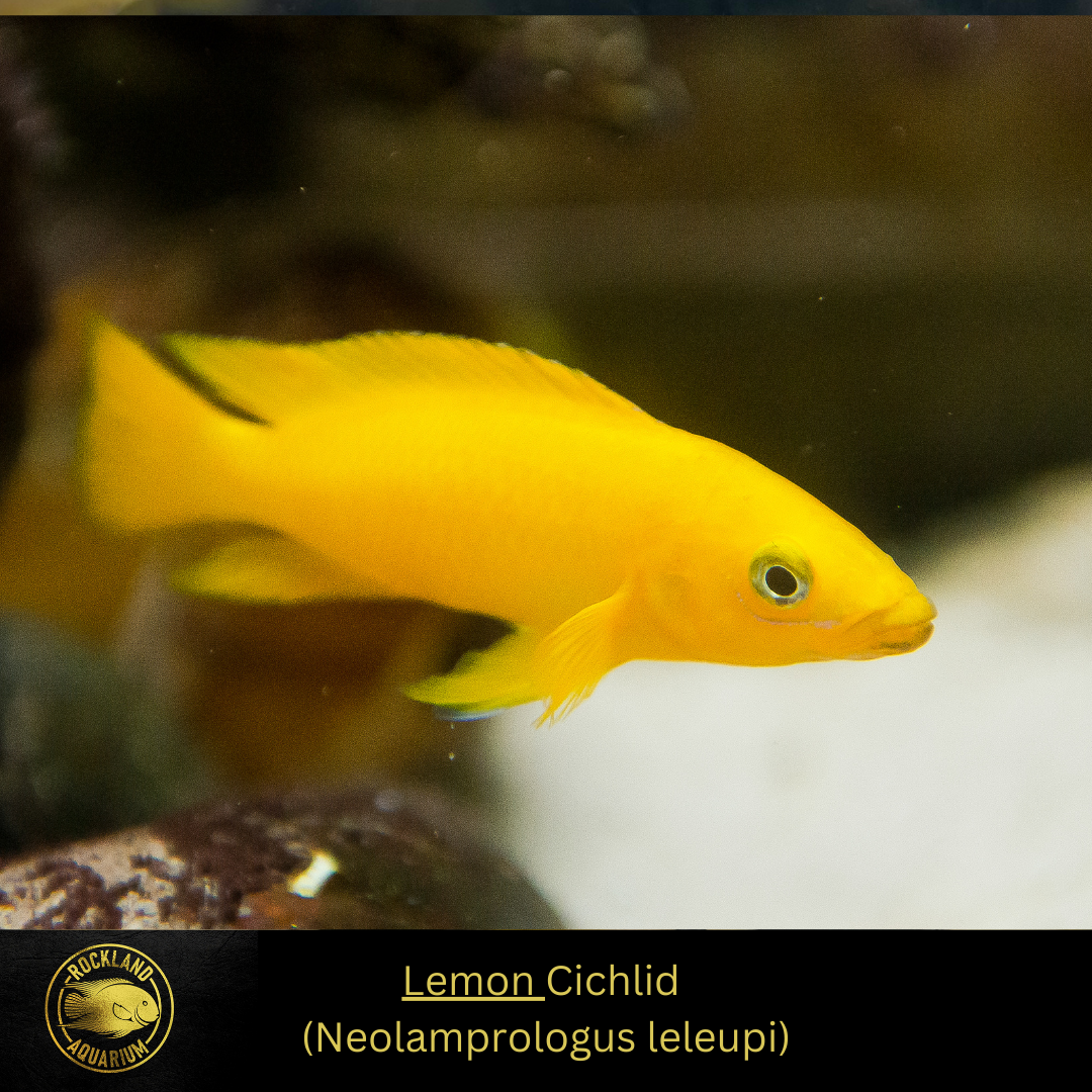 Lemon Cichlid - Neolamprologus leleupi – Tanganyikan - Live Fish