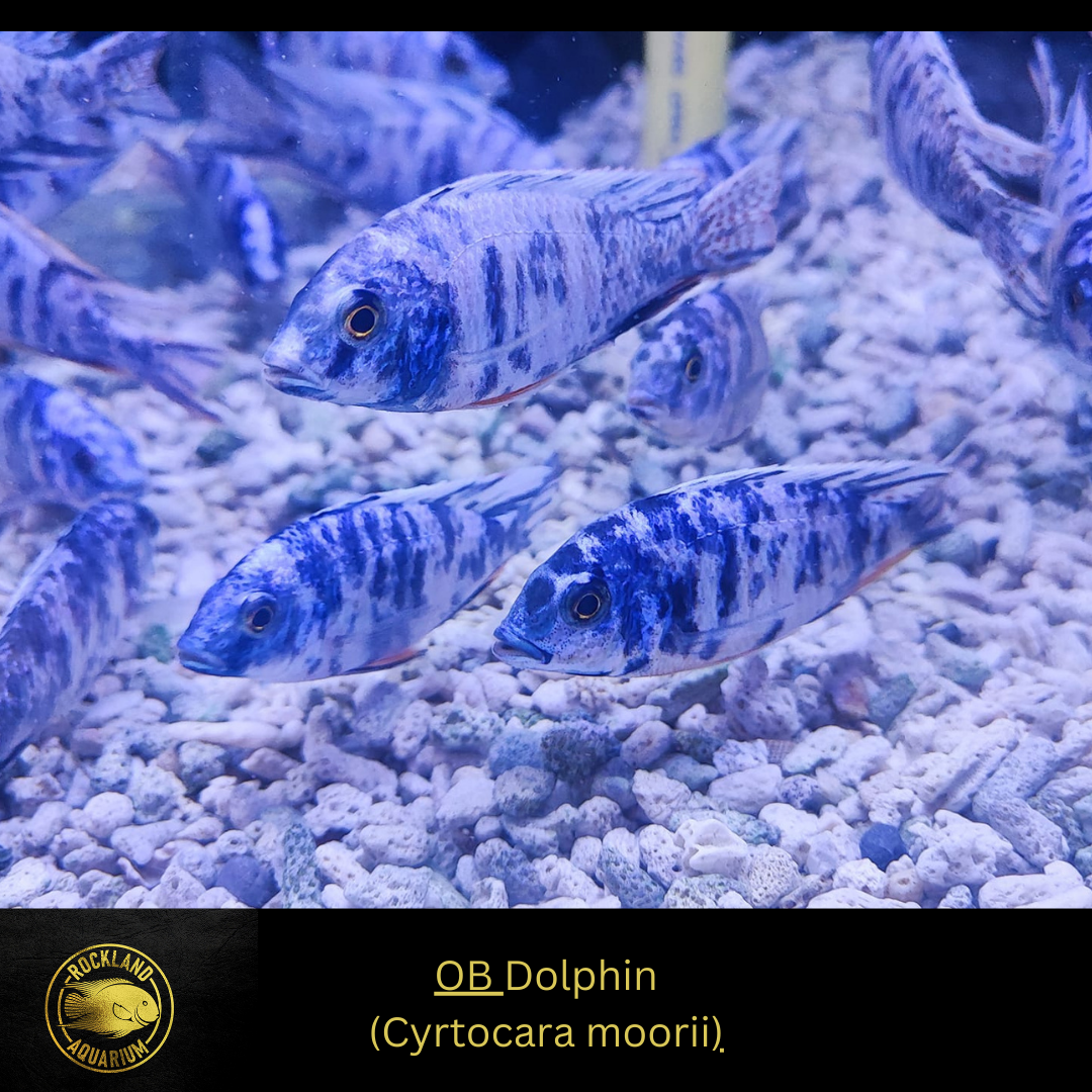 OB Dolphin - Cyrtocara moorii - Live Fish - African Cichlid - RARE ...