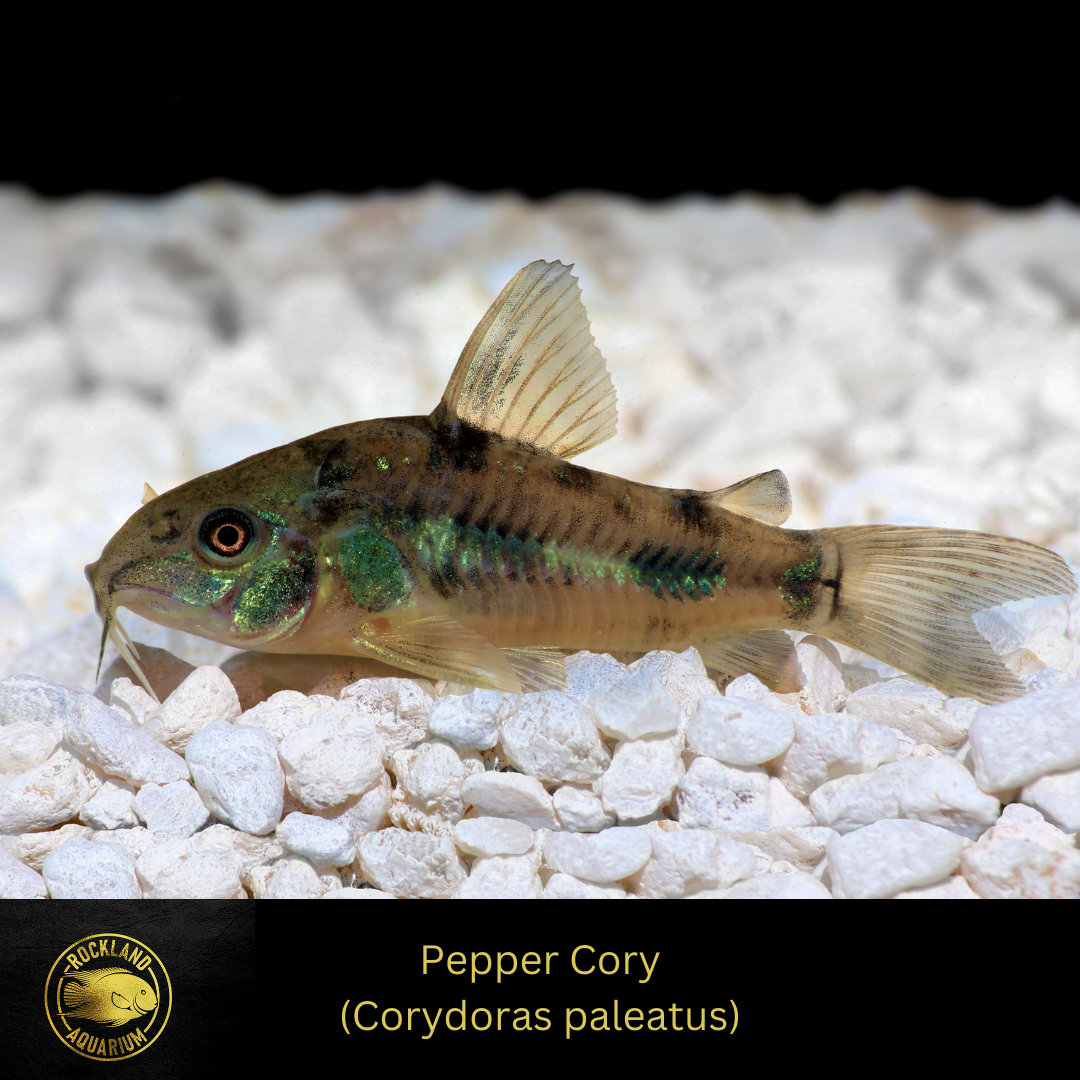 Pepper Cory Catfish (Corydoras paleatus) – Peaceful Bottom Feeder | Li