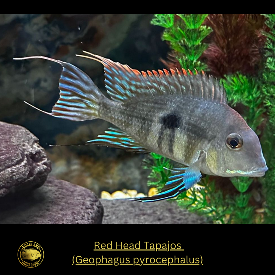 Red Head Tapajos Eartheater - Geophagus sp. - Live Fish – Rockland Aquarium