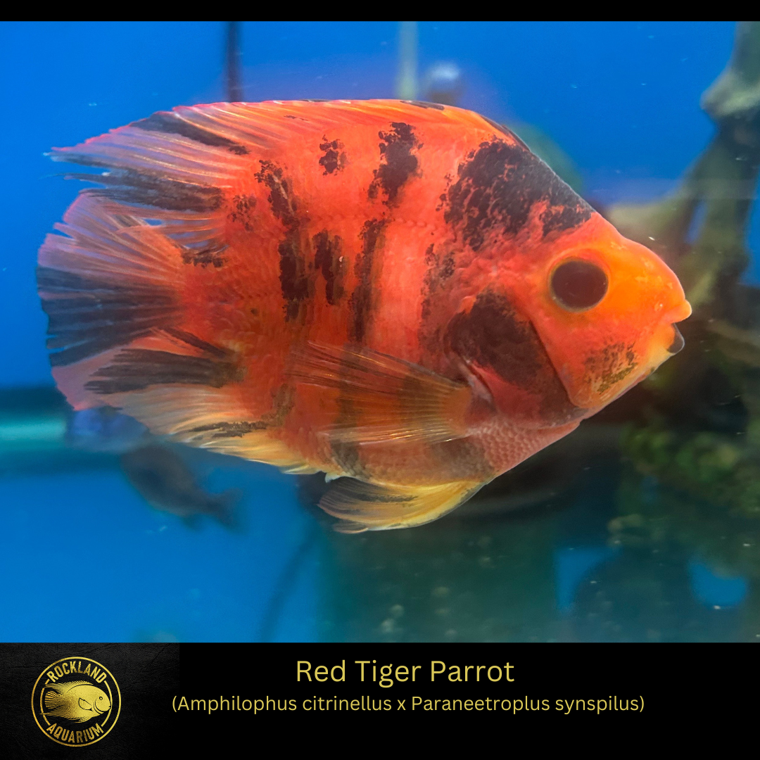 Red Tiger Parrot - Amphilophus citrinellus x Paraneetroplus synspilus ...