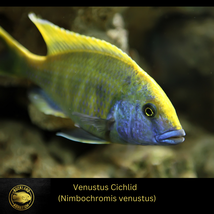 Giraffe Cichlid (Nimbochromis venustus) - Live Fish – Rockland Aquarium