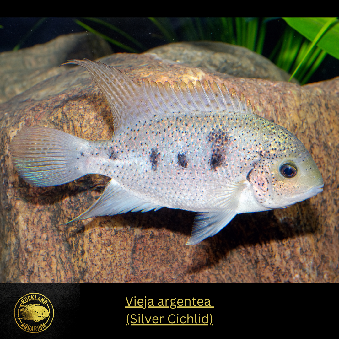 Vieja argentea - Silver Cichlid - Live Fish – Rockland Aquarium