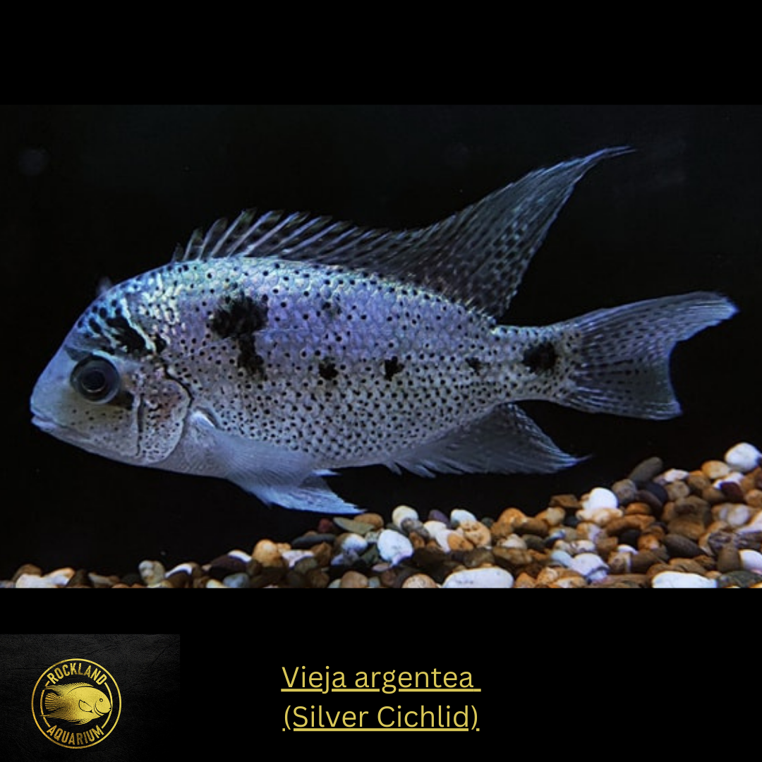 Vieja argentea - Silver Cichlid - Live Fish – Rockland Aquarium