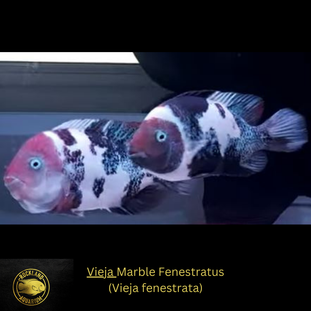 Vieja Marble Fenestratus - Fenestratus Cichlid - Live Fish