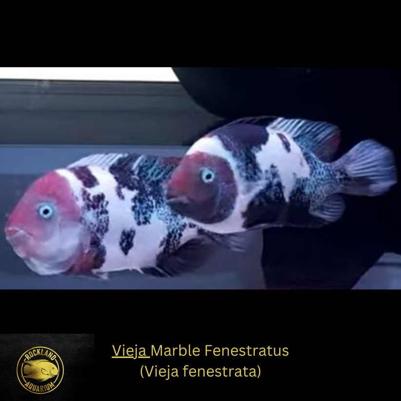 Vieja Marble Fenestratus - Fenestratus Cichlid - Live Fish